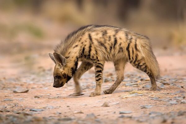 Chambal Wildlife Sanctuary Travel O Touch